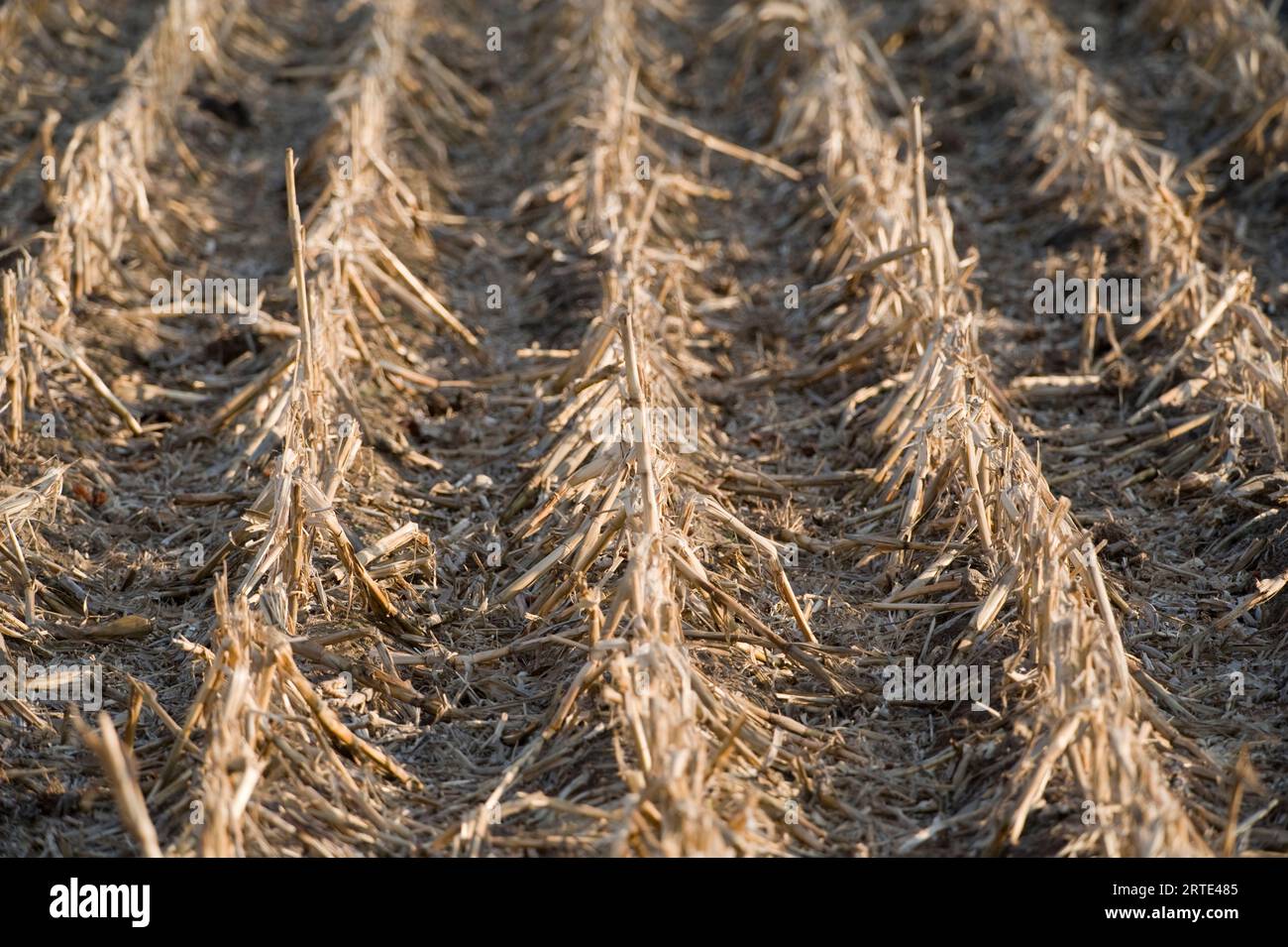 Field of dead plants hi-res stock photography and images - Alamy