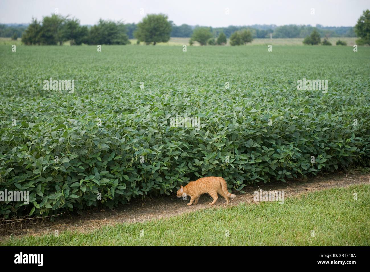 Farm cat looks curiously around a field of soybeans; Polk City, Iowa ...