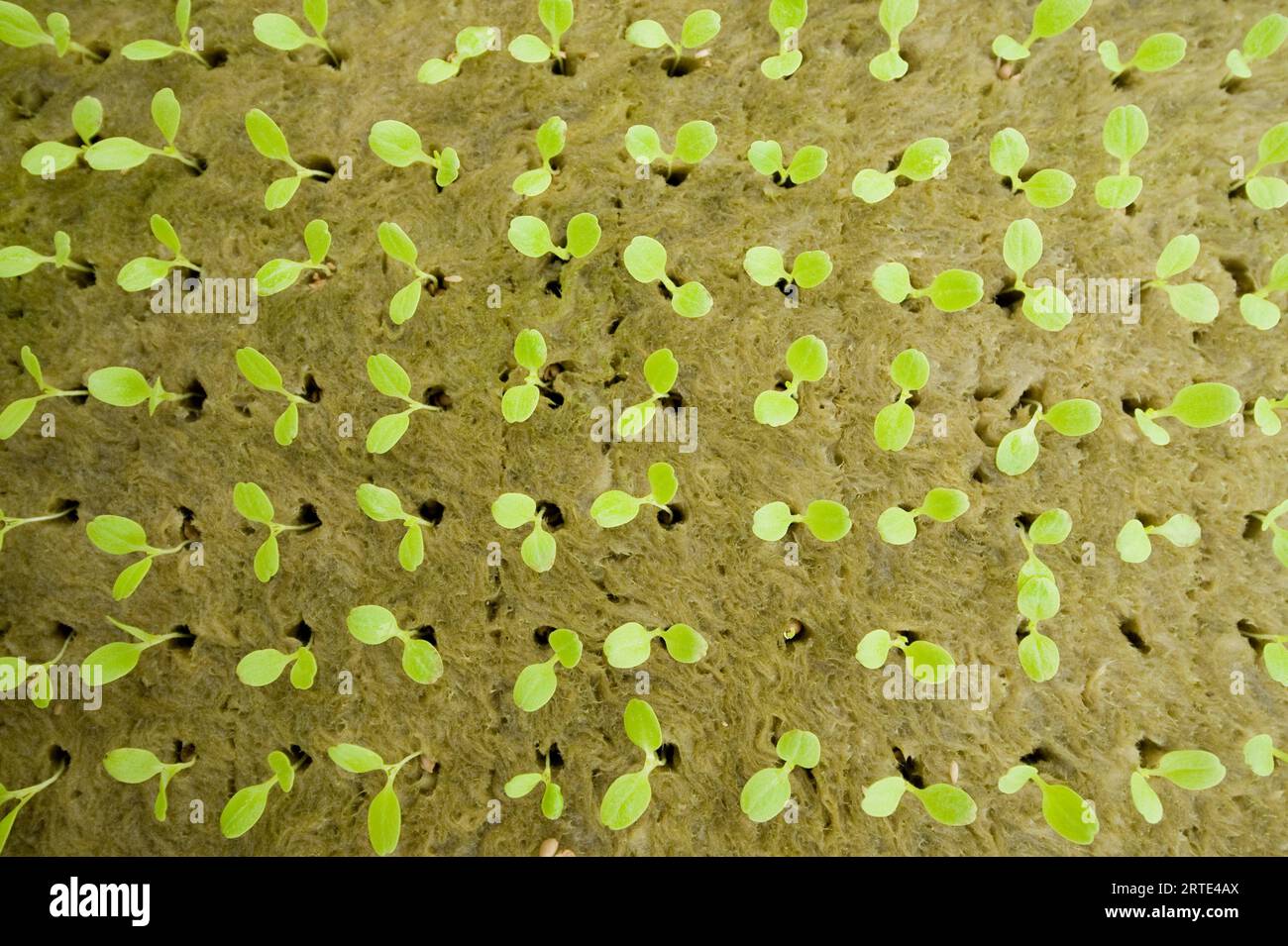 Vegetables grow in a hydroponic nursery; Stanley, Falkland Islands ...