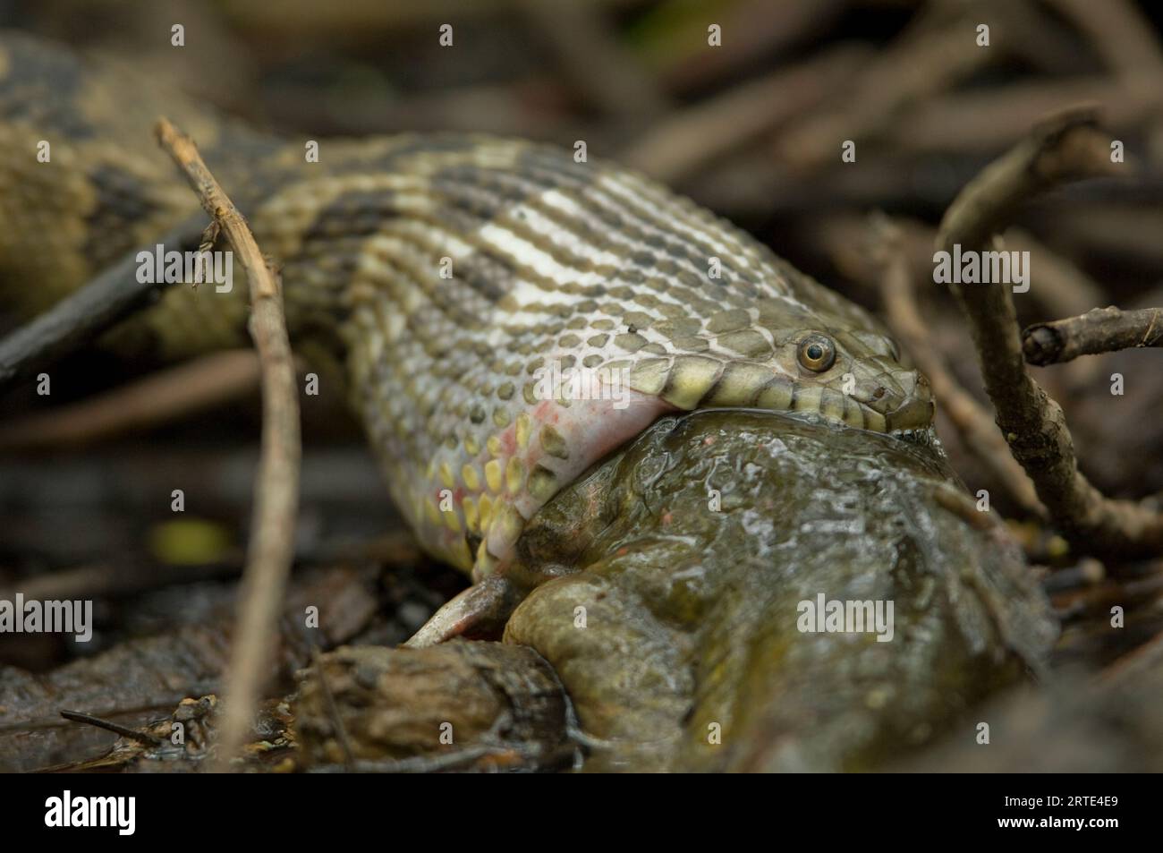 Snake feeding hi-res stock photography and images - Alamy