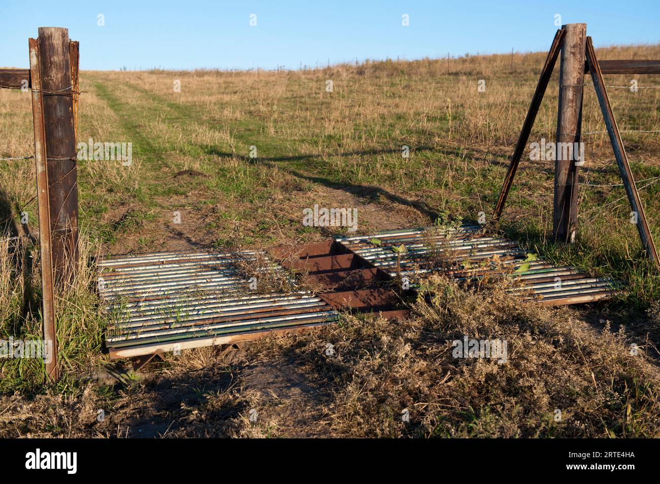 Cattle gate on a farm; Valparaiso, Nebraska, United States of America ...