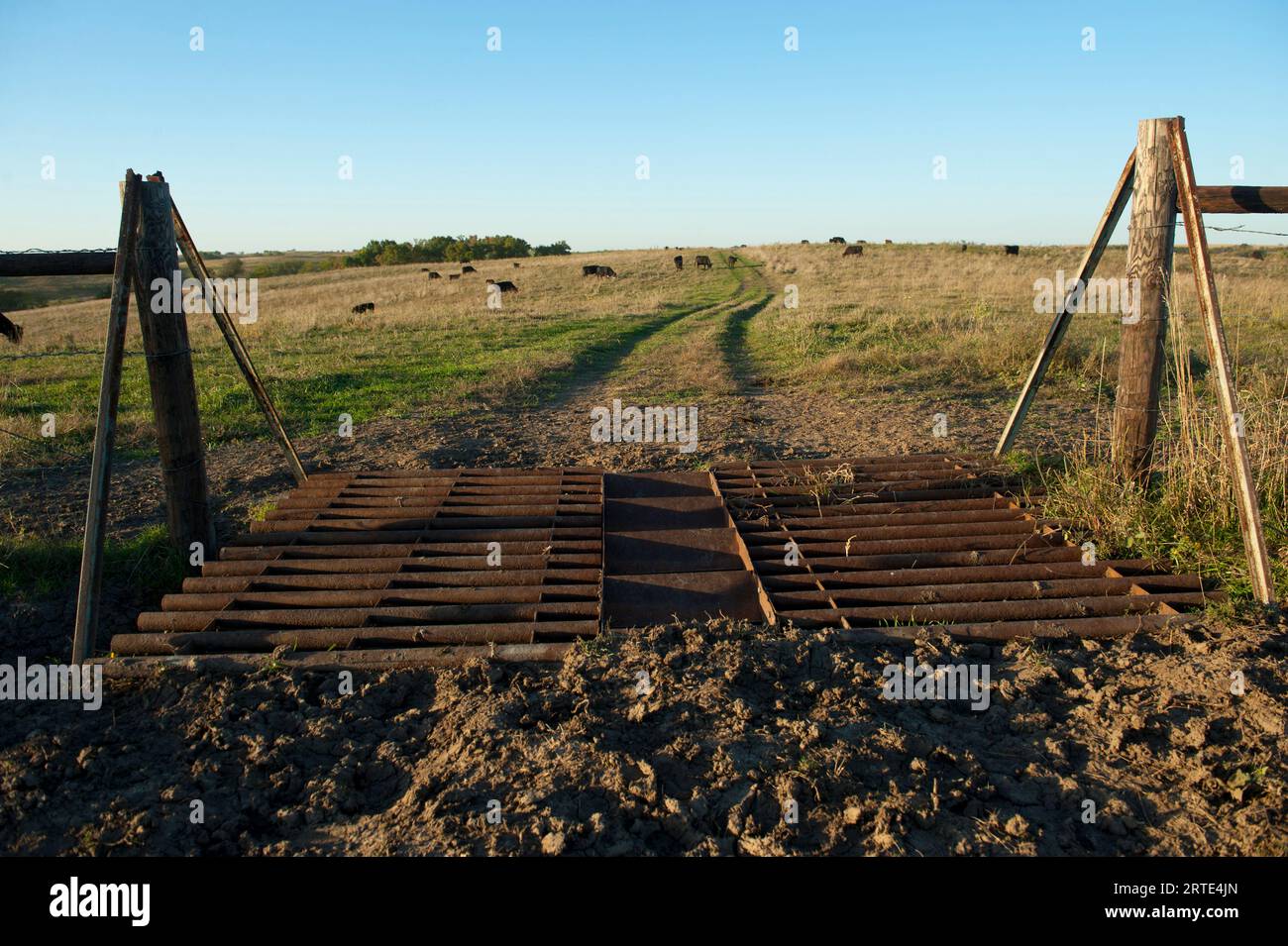 Cattle gate on a farm with livestock grazing in the distance ...