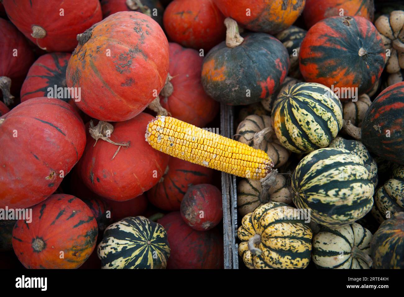 Varieties of summer squash and a single ear of corn; Lincoln, Nebraska ...