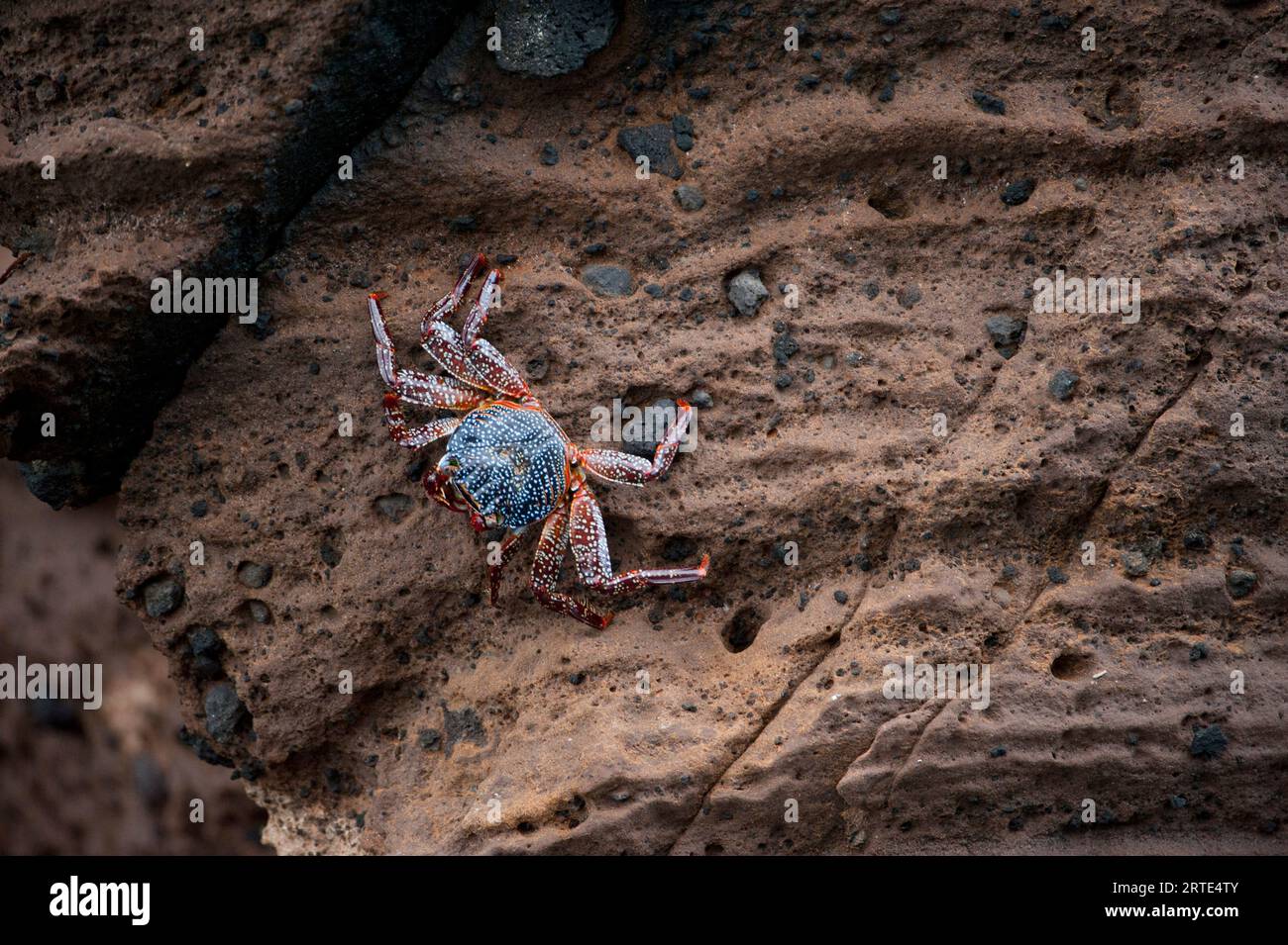 Sally Lightfoot crab (Grapsus grapsus) on a rock on Isabela Island ...