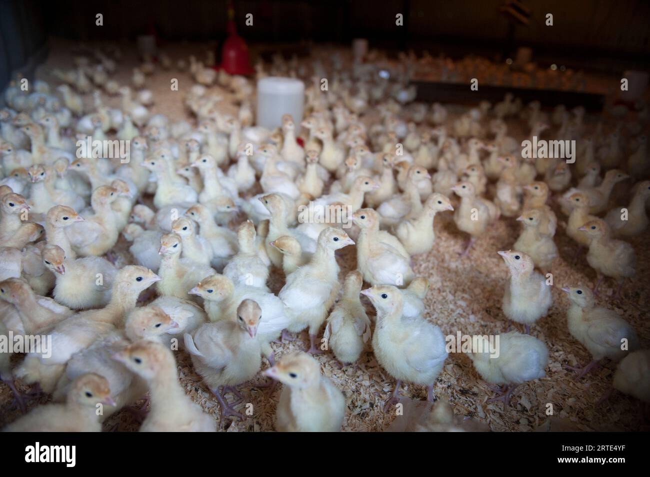 Animal bridge australia hi-res stock photography and images - Alamy