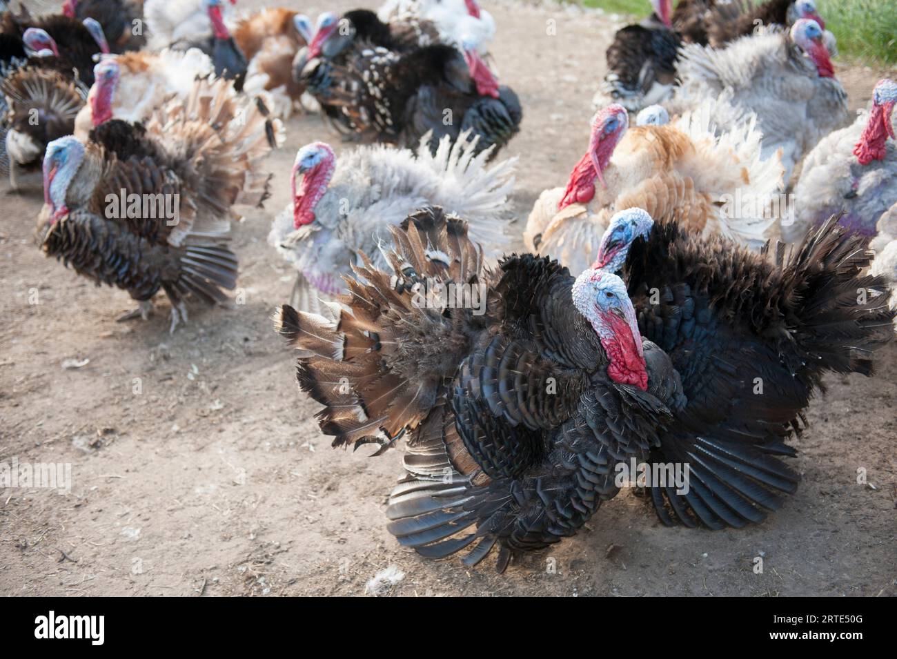 Animal bridge australia hi-res stock photography and images - Alamy