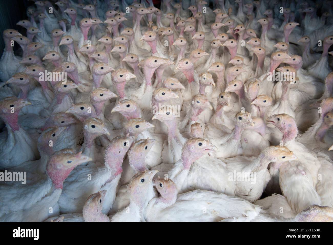 Animal bridge australia hi-res stock photography and images - Alamy