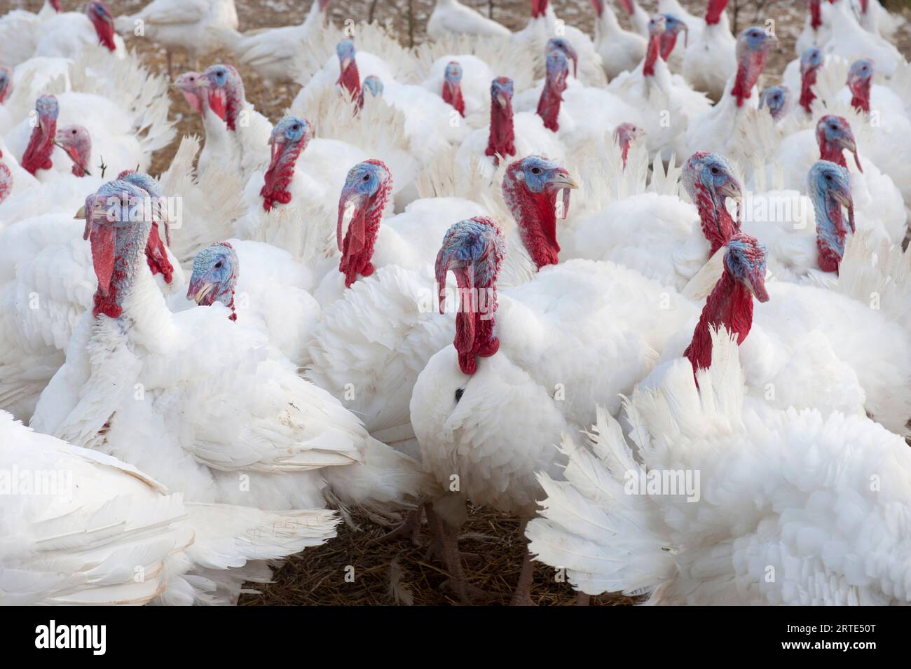 Animal bridge australia hi-res stock photography and images - Alamy