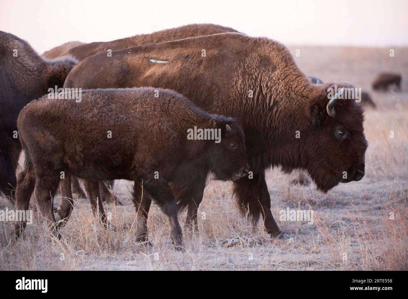 Bison calf (Bison bison) walks near its mother; Valentine, Nebraska ...