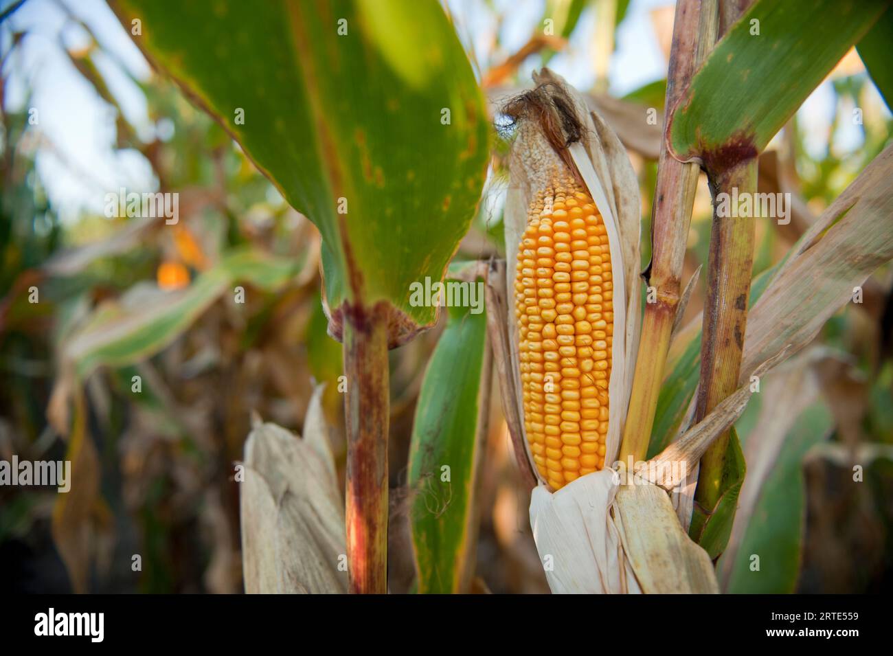 Corn field maize plants ready for harvest hi-res stock photography and ...