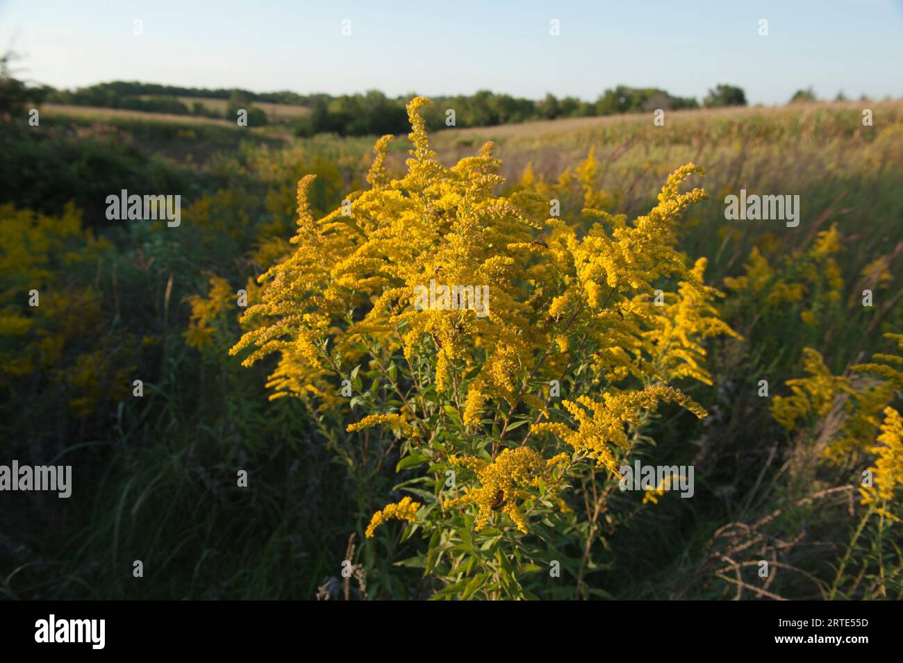 Ceresco hi-res stock photography and images - Alamy