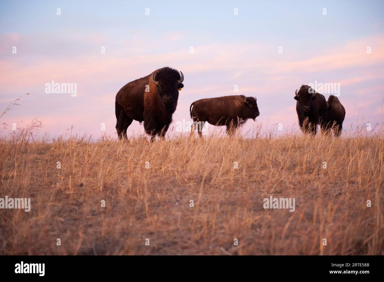 Three Bison (Bison bison) roaming on a ranch near Valentine, Nebraska ...