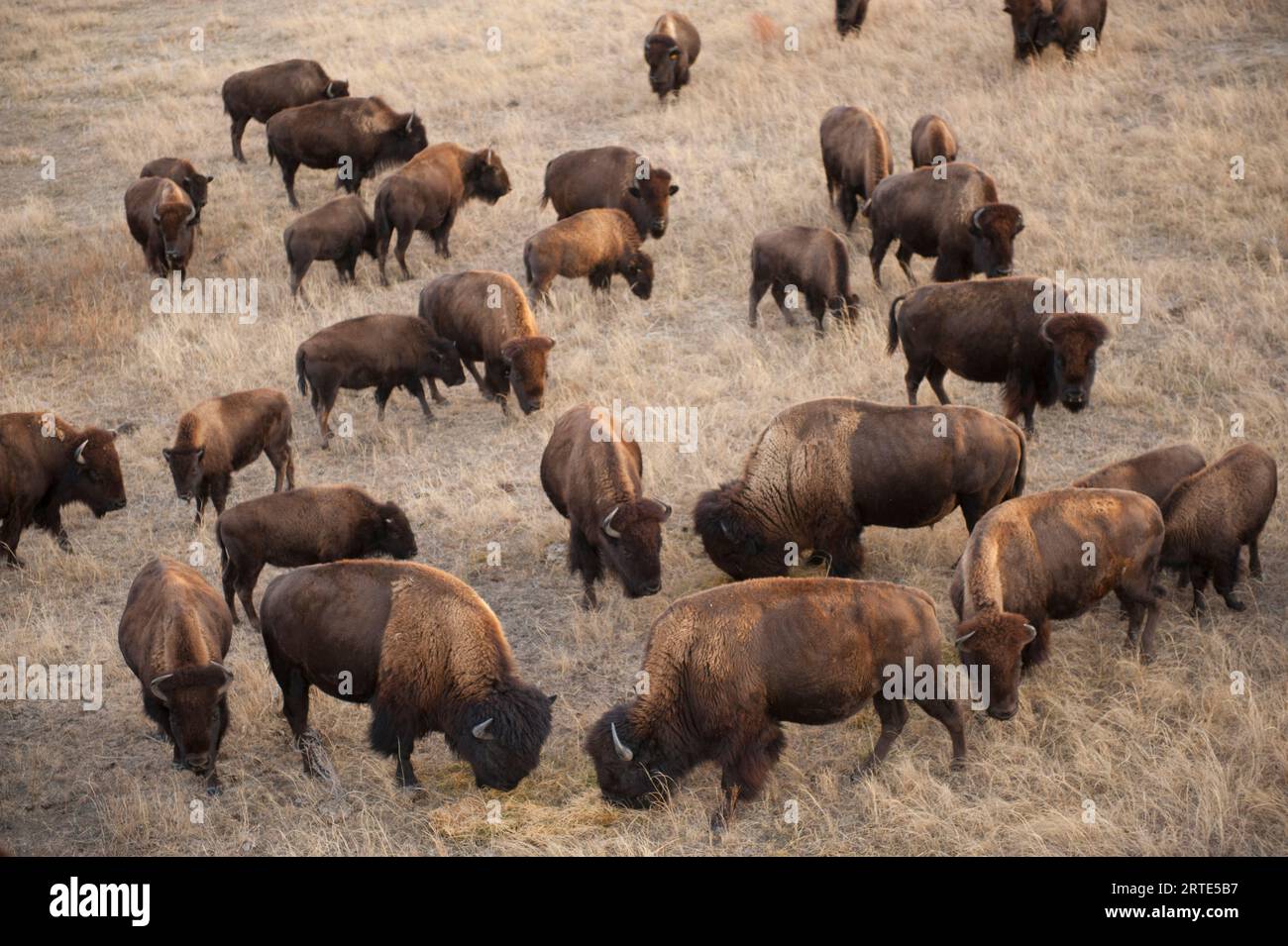 Herd of Bison (Bison bison) roaming on ranch land; Valentine, Nebraska ...