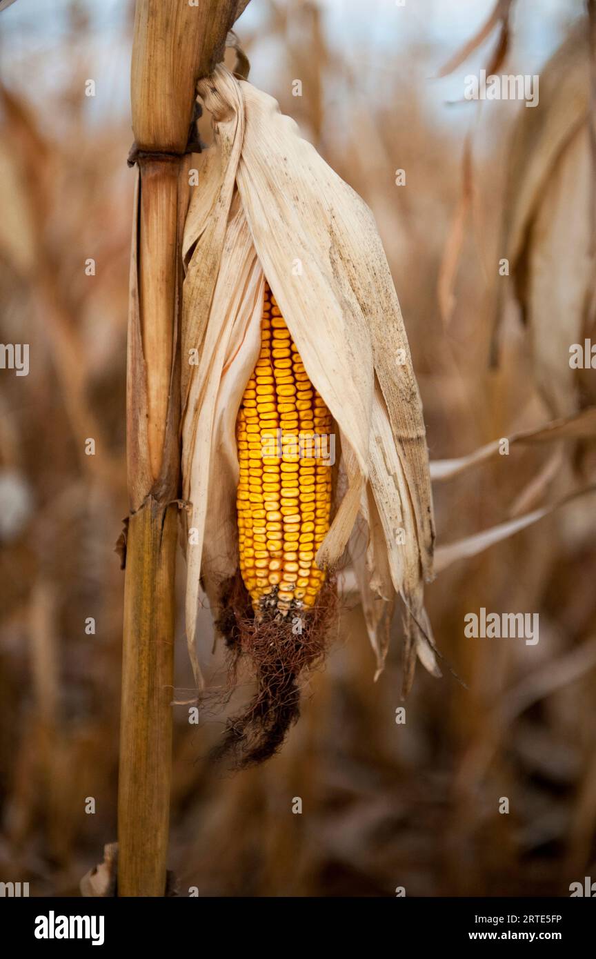 Mature corn plants hi-res stock photography and images - Alamy