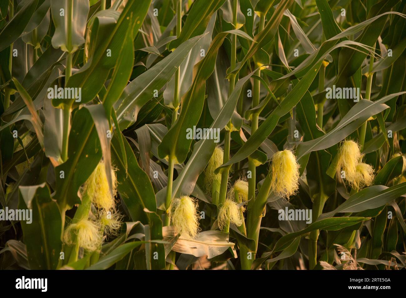 Non irrigated crops hi-res stock photography and images - Alamy