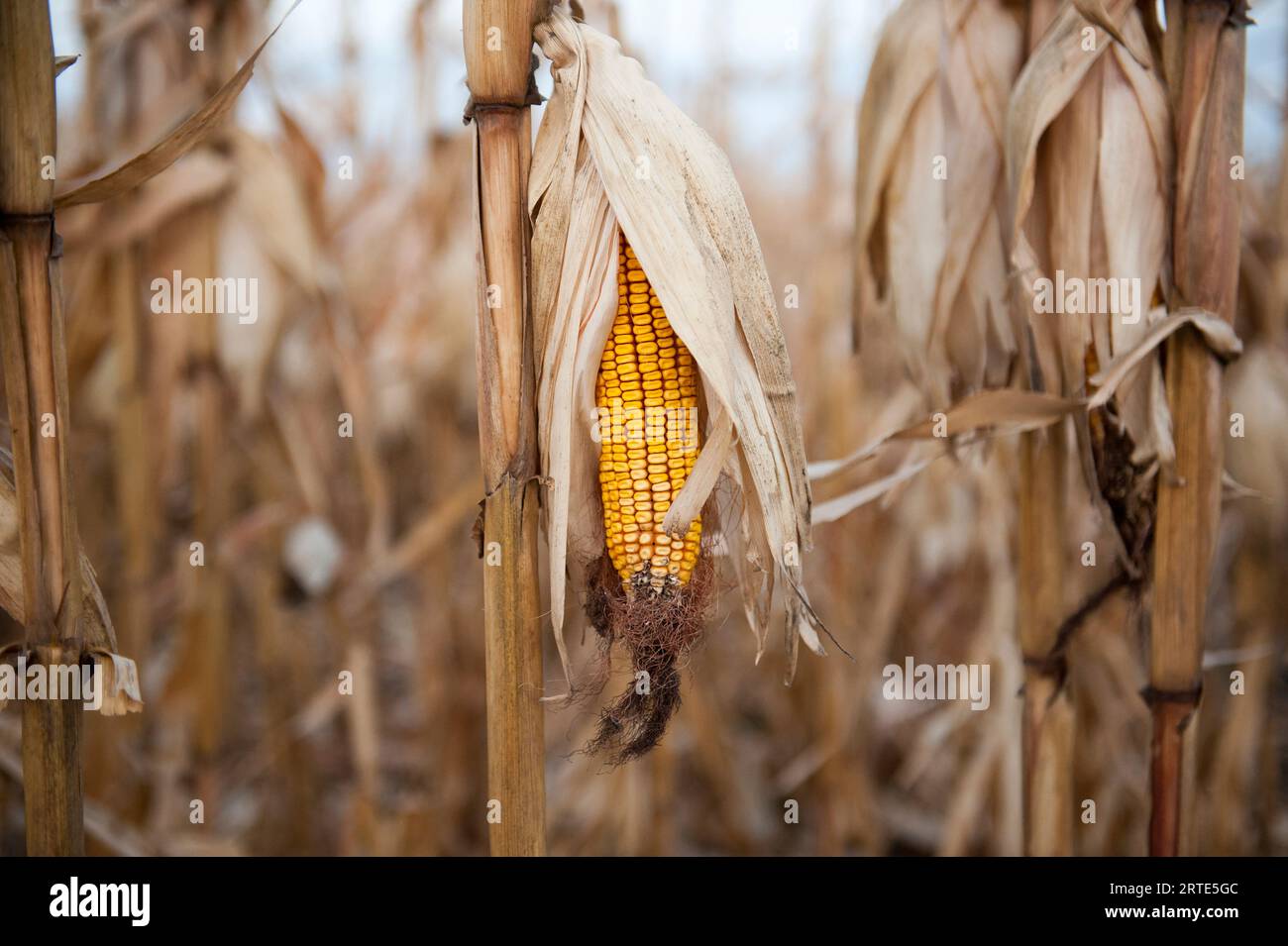 Mature corn plants hi-res stock photography and images - Alamy
