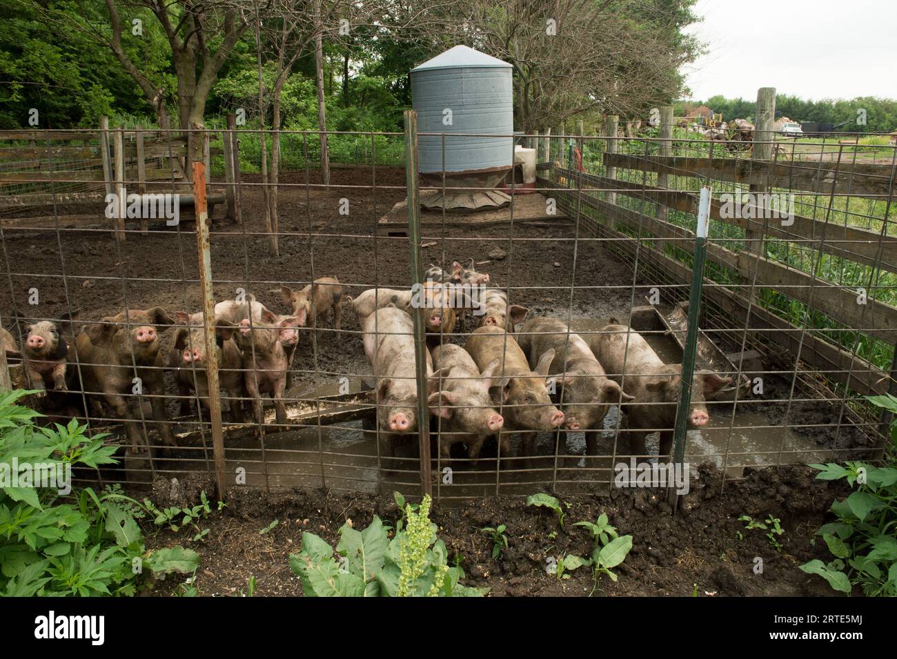 Pig farm pens hi-res stock photography and images - Alamy