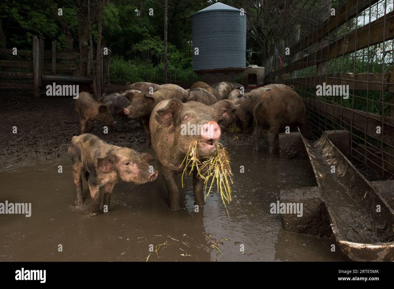 Organically raised pigs feeding in the mud on a farm near Palmyra ...