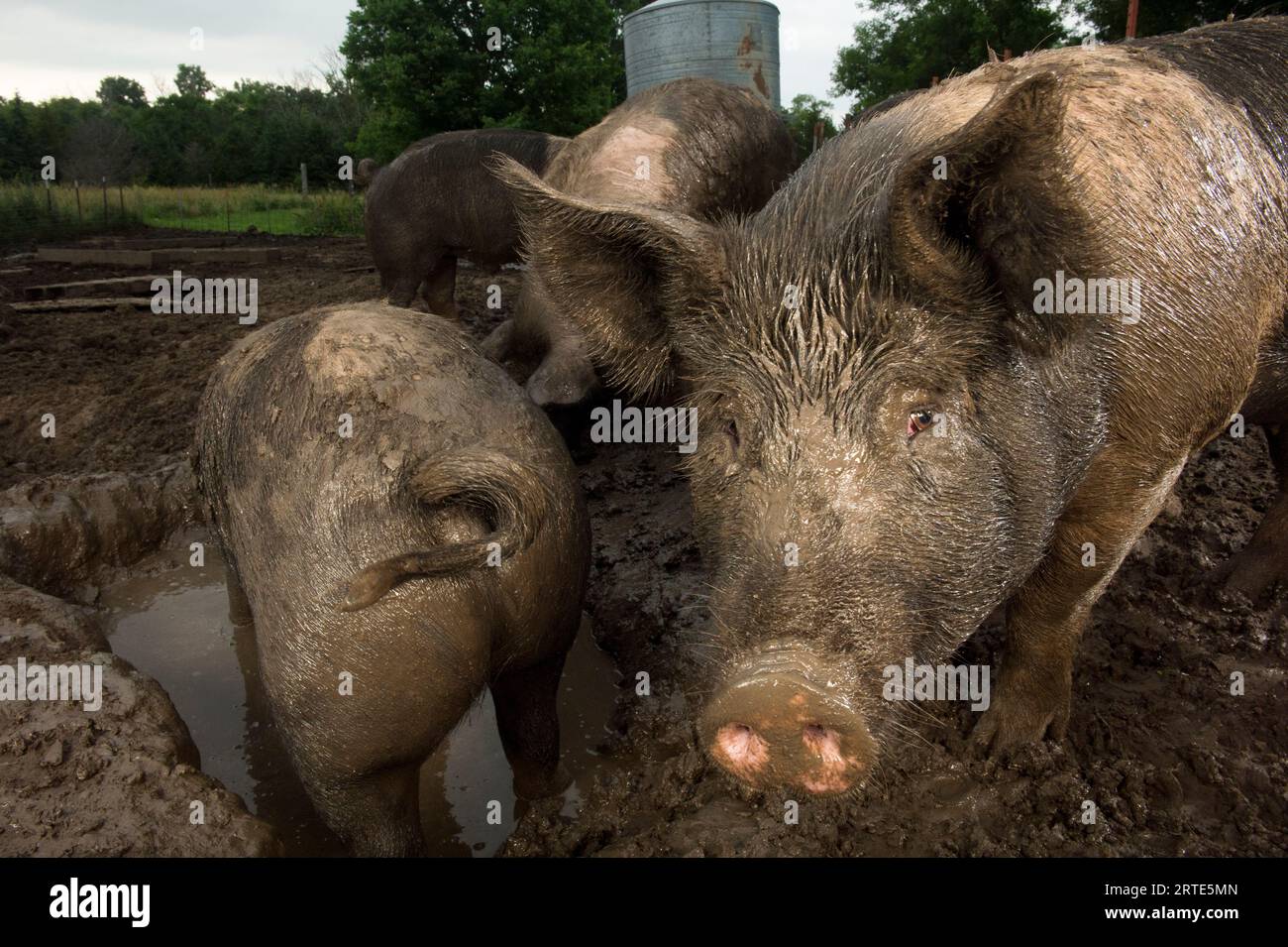 Pigs eating mud hi-res stock photography and images - Alamy