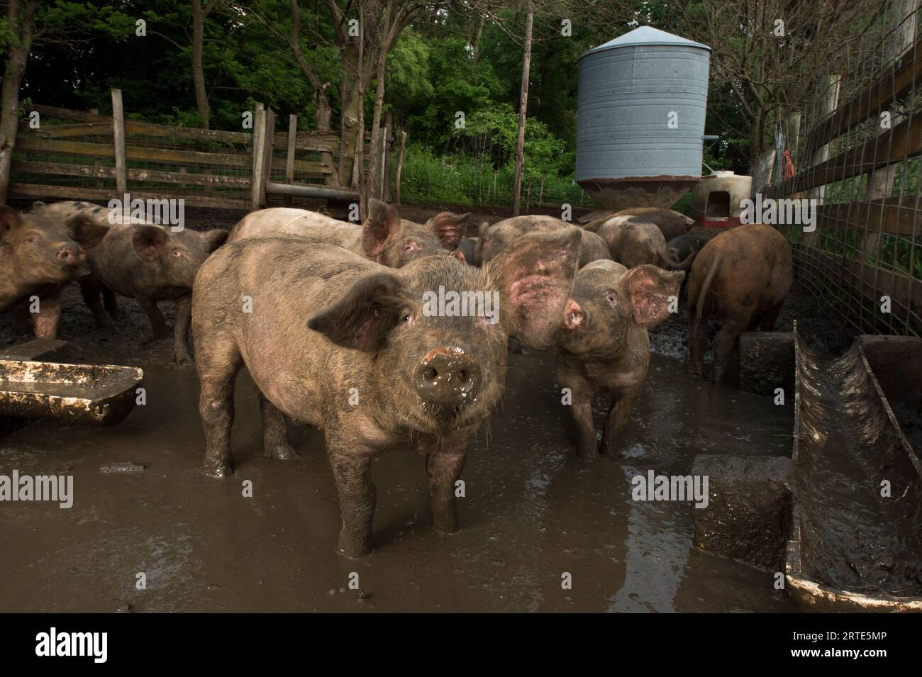 Pigs eating mud hi-res stock photography and images - Alamy