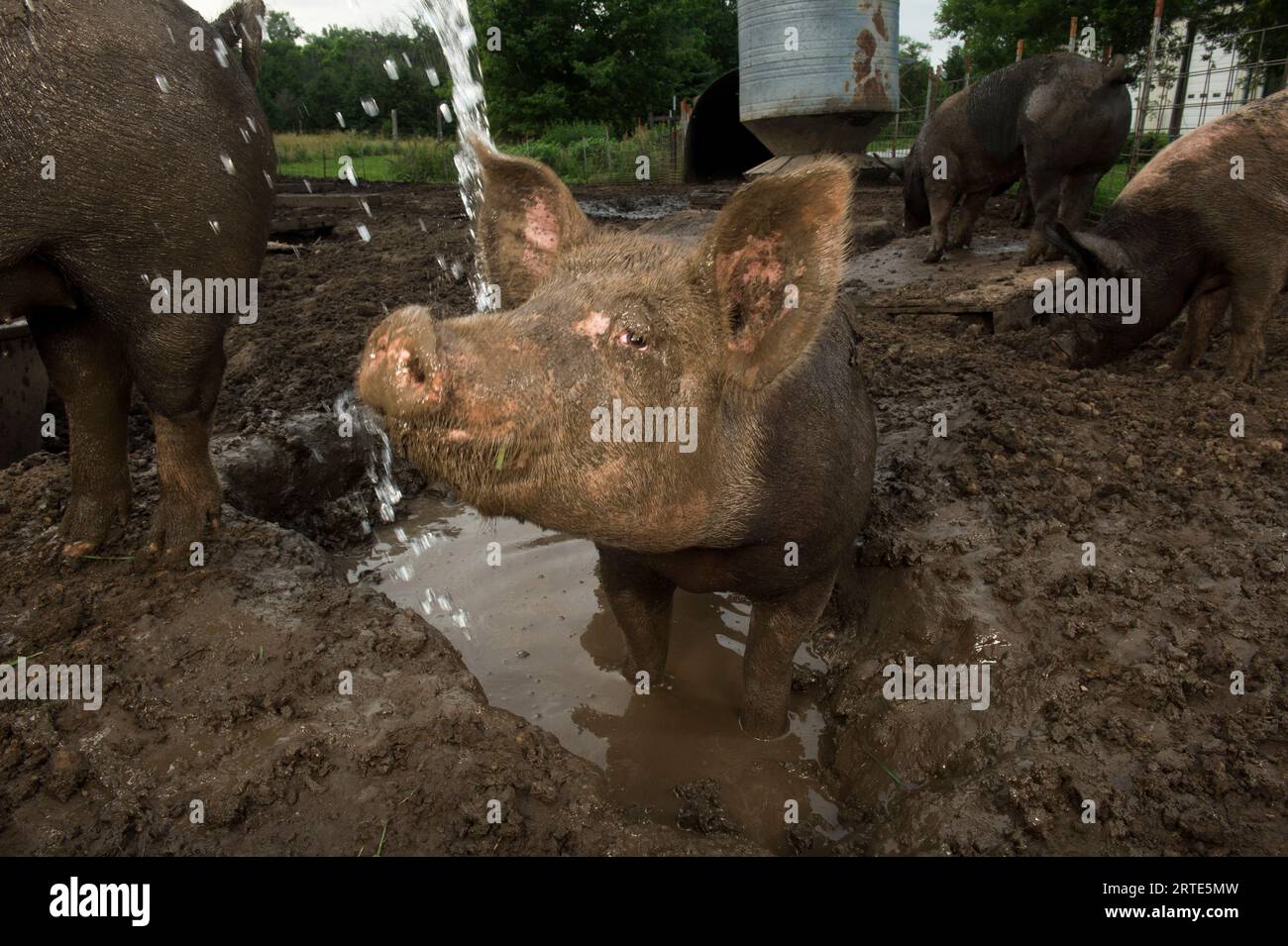Pigs eating mud hi-res stock photography and images - Alamy