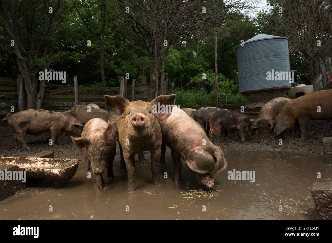 Organically raised pigs feeding in the mud on a farm near Palmyra ...