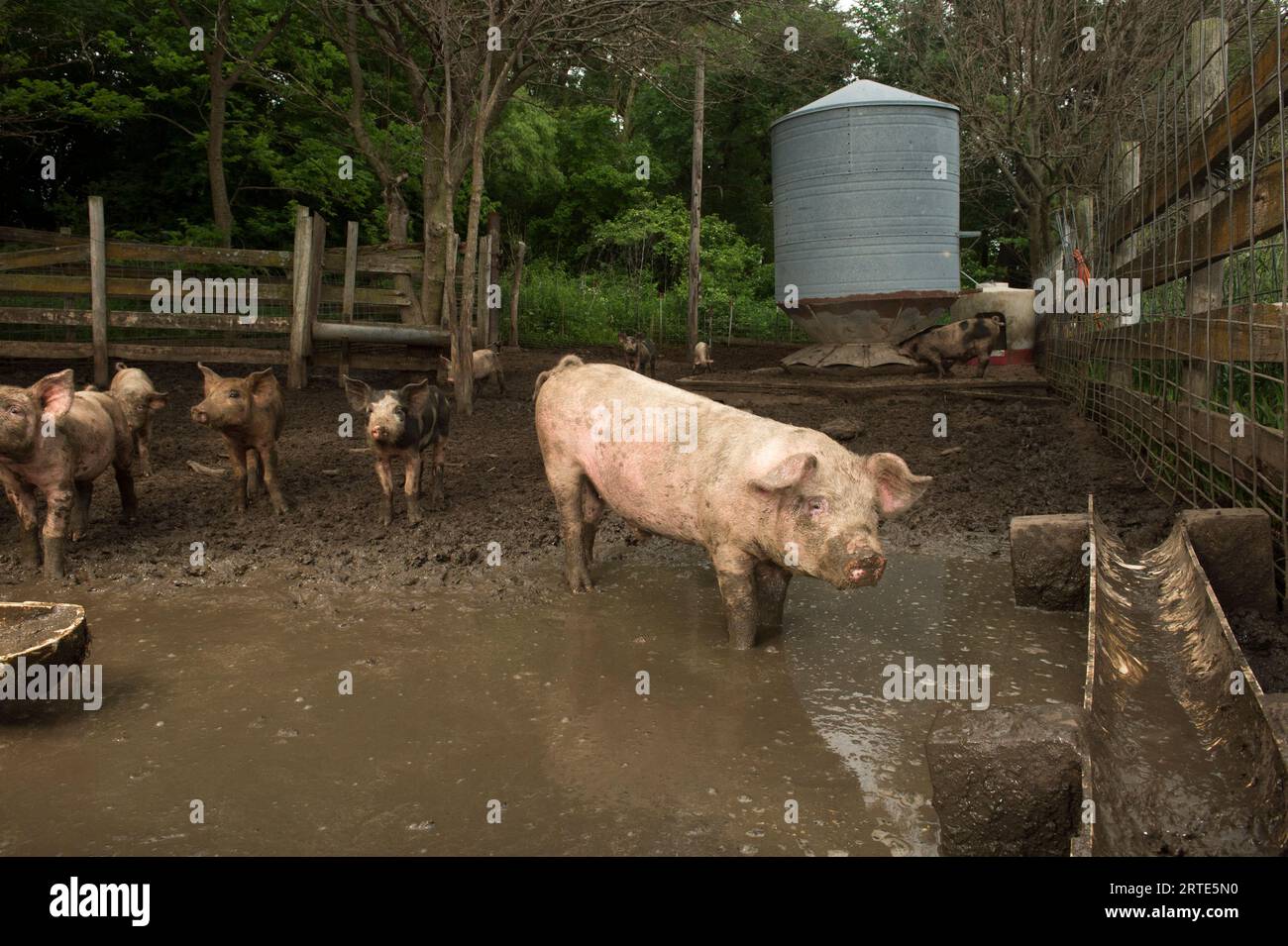 Organically raised pigs in the mud on a farm near Palmyra, Nebraska ...