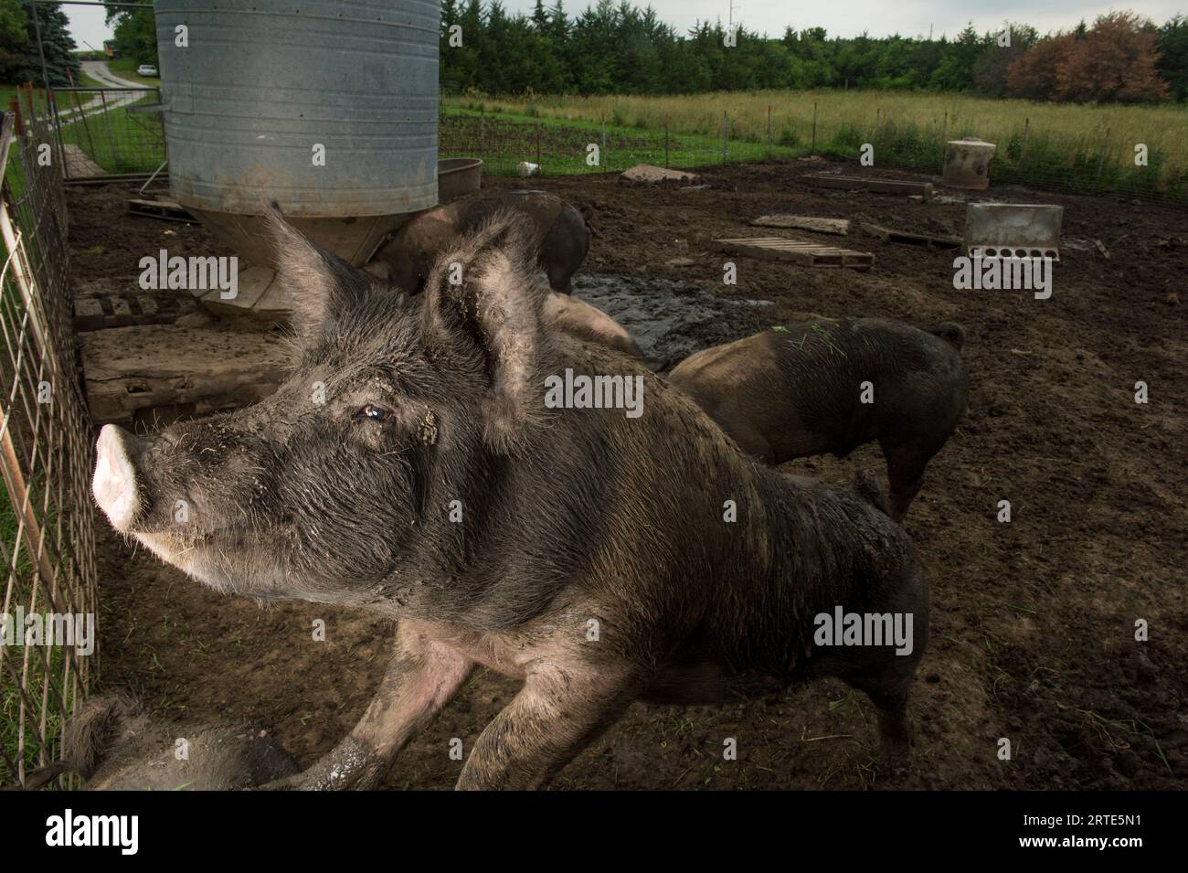 Organically raised pigs on a farm near Palmyra, Nebraska, USA; Palmyra ...