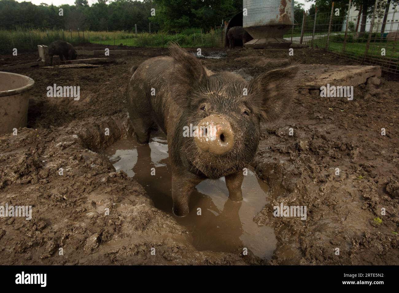 Muddy farmyard no animals hi-res stock photography and images - Alamy