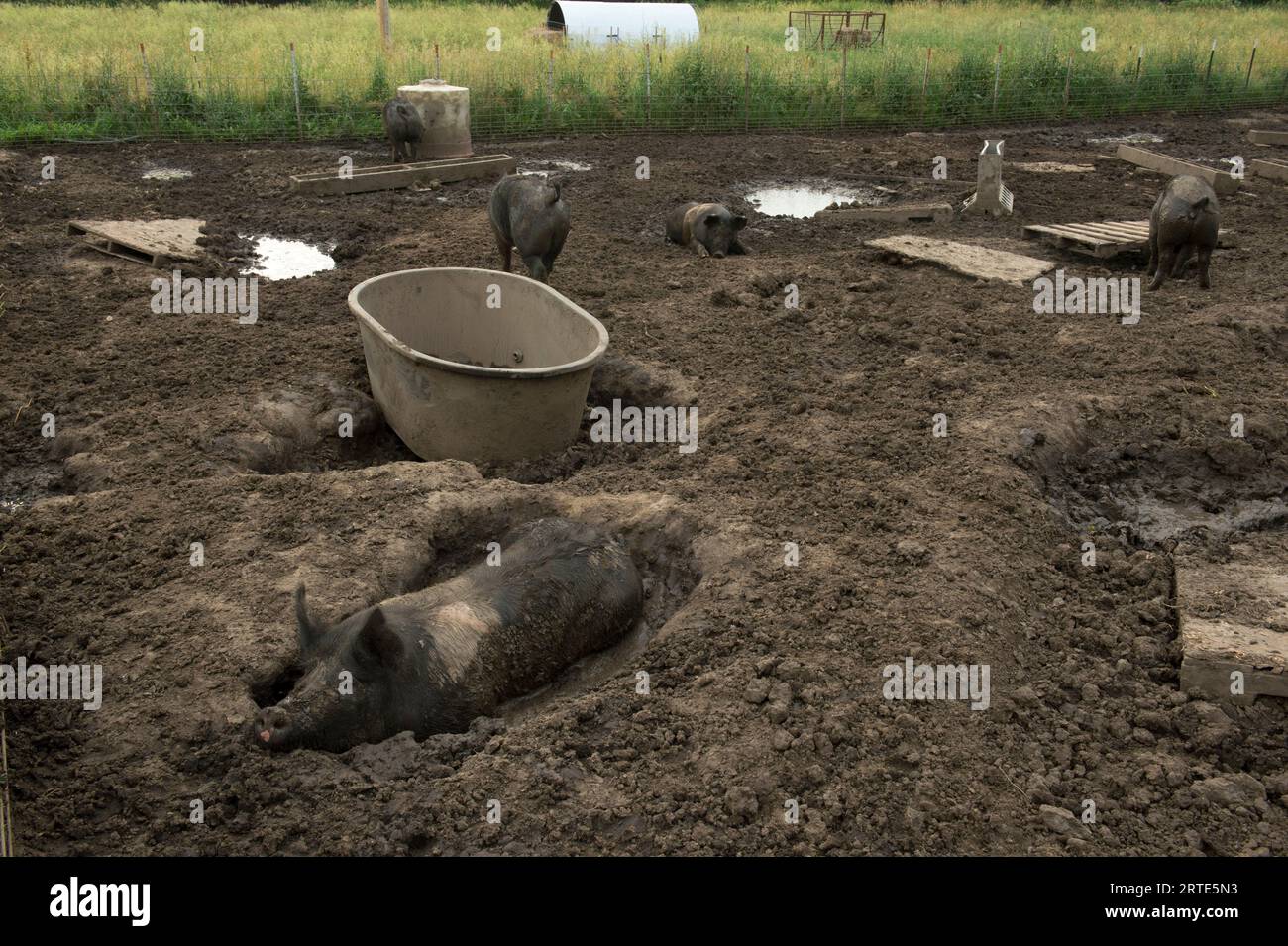 Pigs wallowing in mud hi-res stock photography and images - Alamy
