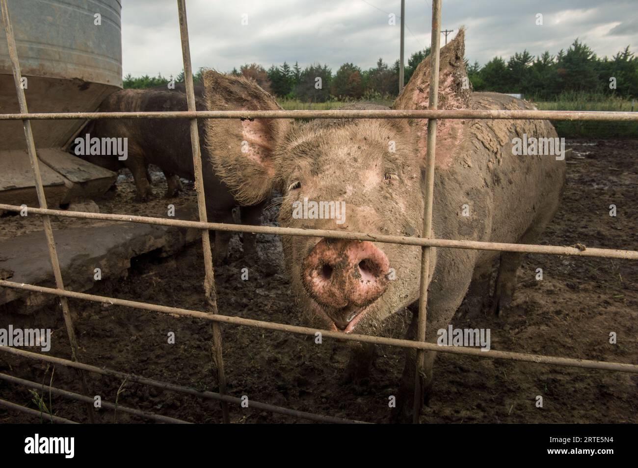 Organically raised pigs on a farm near Palmyra, Nebraska, USA; Palmyra ...