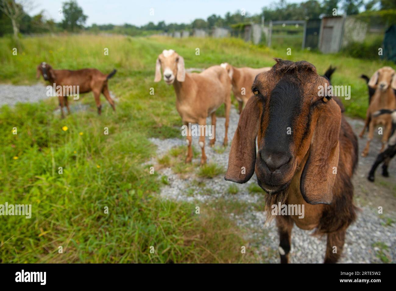 Goats (Capra Aegagrus Hircus) used to keep the grass trimmed in between ...