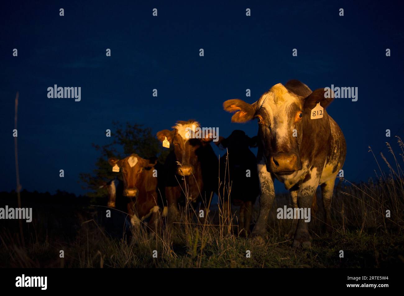 Five cows stand in a country field at night; Dunbar, Nebraska, United ...