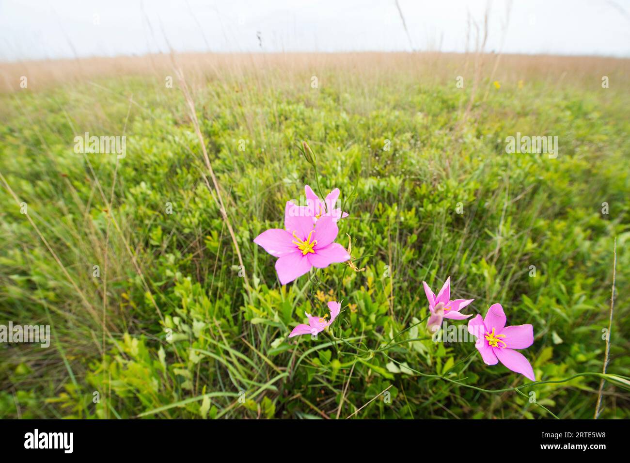 Largeflower rose gentian (Sabatia grandiflora) at Kissimmee Prairie ...