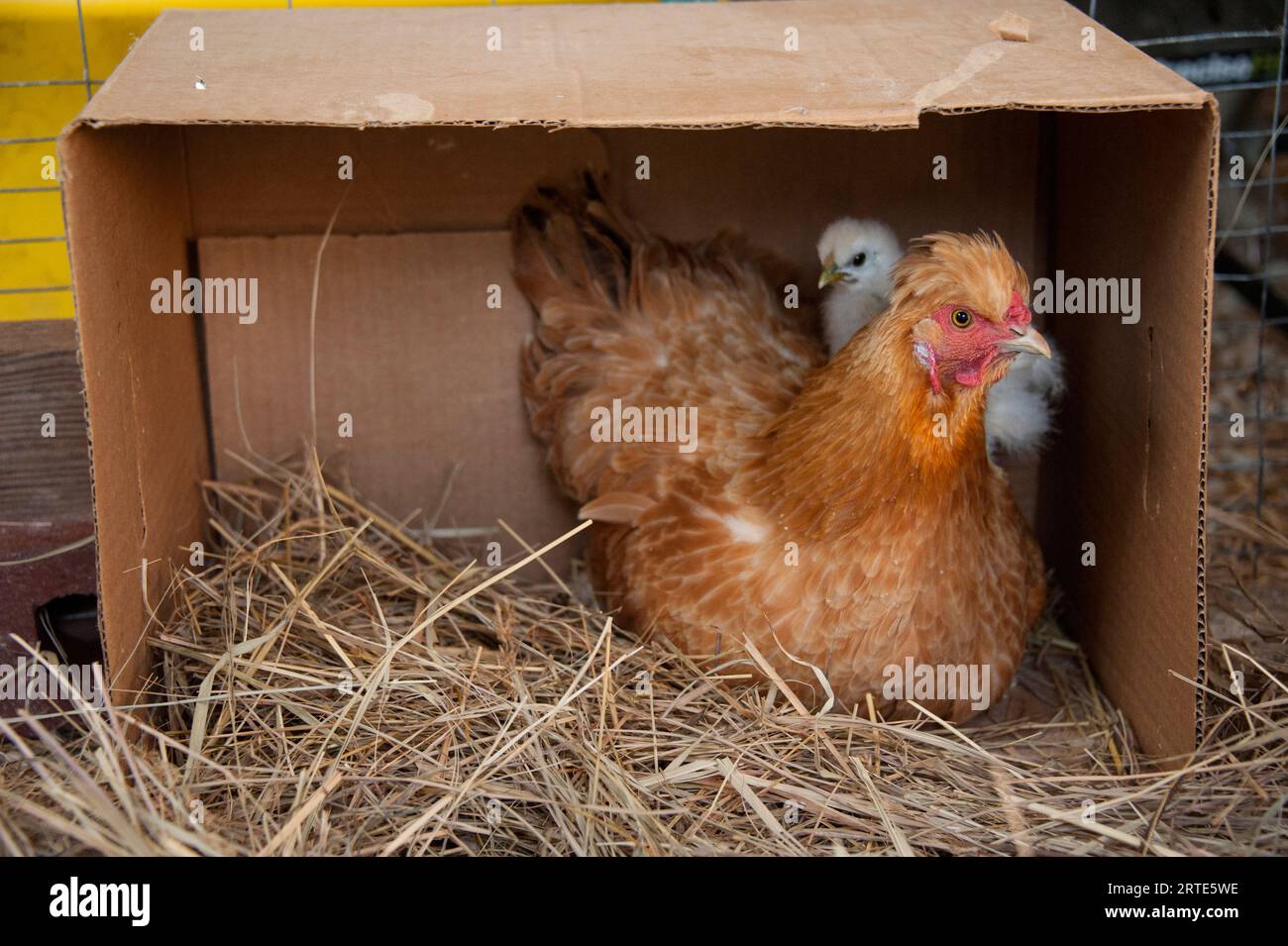 Chicken (Gallus gallus domesticus) and her chick in a nesting box ...