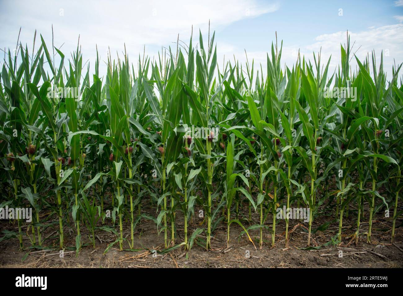 A nebraska corn field hi-res stock photography and images - Alamy