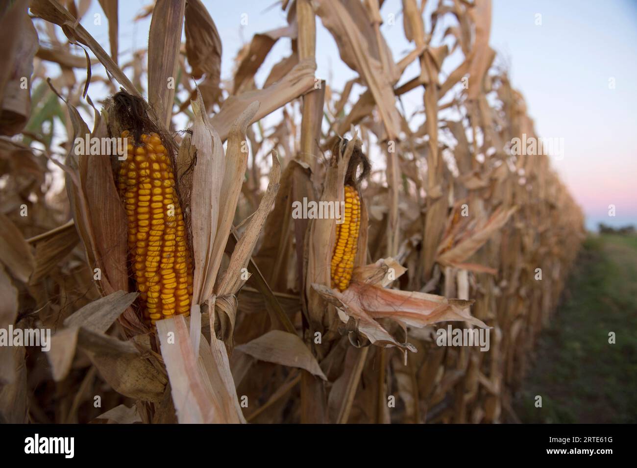 Corn field maize plants ready for harvest hi-res stock photography and ...