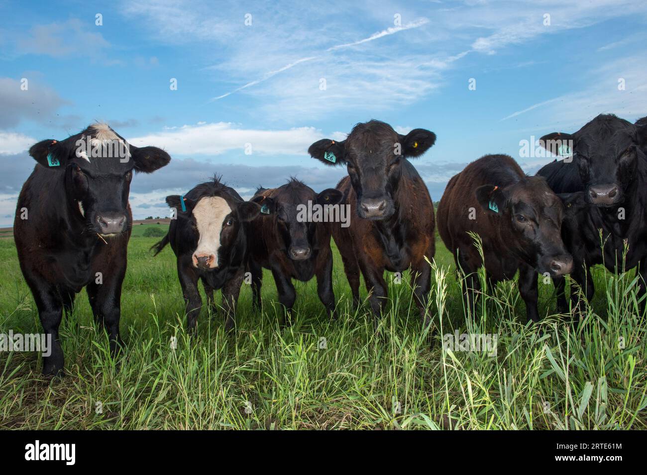 Nebraska ranch cattle hi-res stock photography and images - Alamy