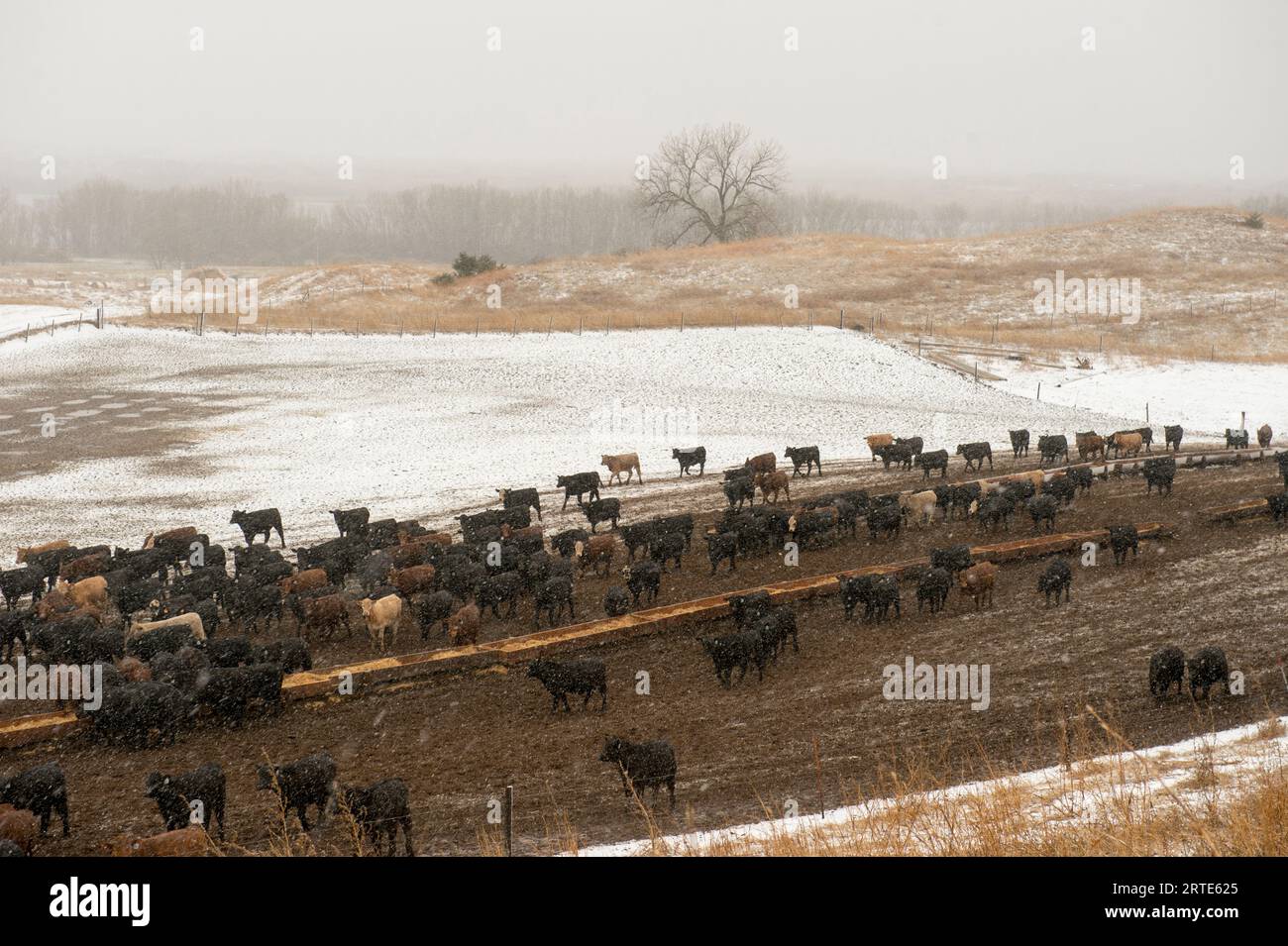 Farms cattle hi-res stock photography and images - Alamy