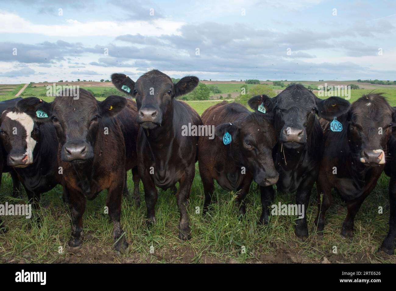 Cattle stand in a row in a pasture; Valparaiso, Nebraska, United States ...