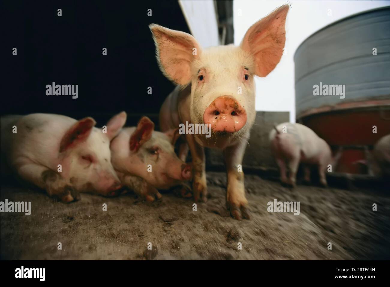 A cute pig looks up his snout at the photographer; Bennet, Nebraska ...