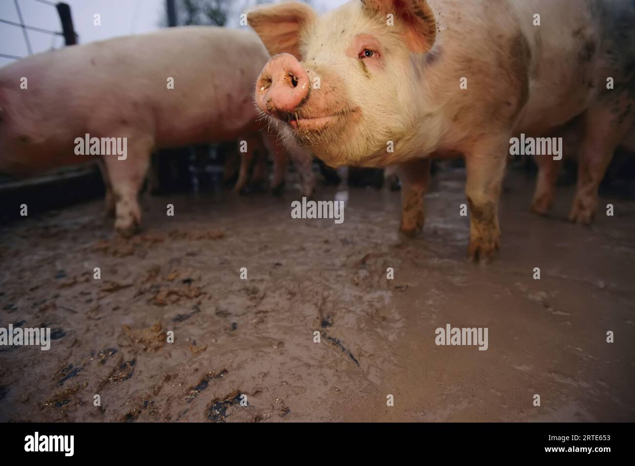 Pig in mud looking at the camera; Bennet, Nebraska, United States of ...