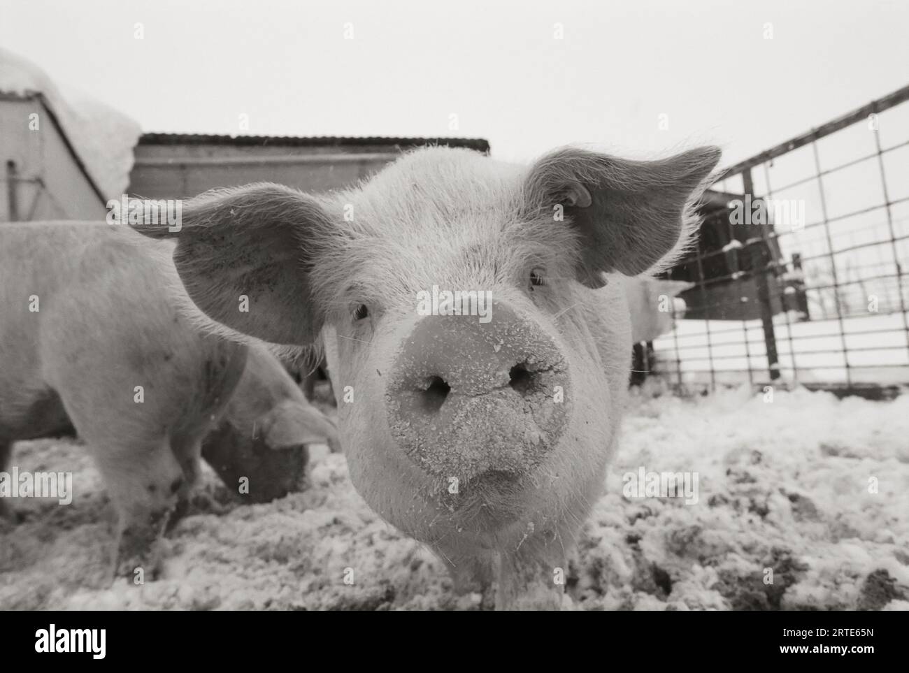 Portrait of a young pig with snow on its snout; Bennet, Nebraska ...