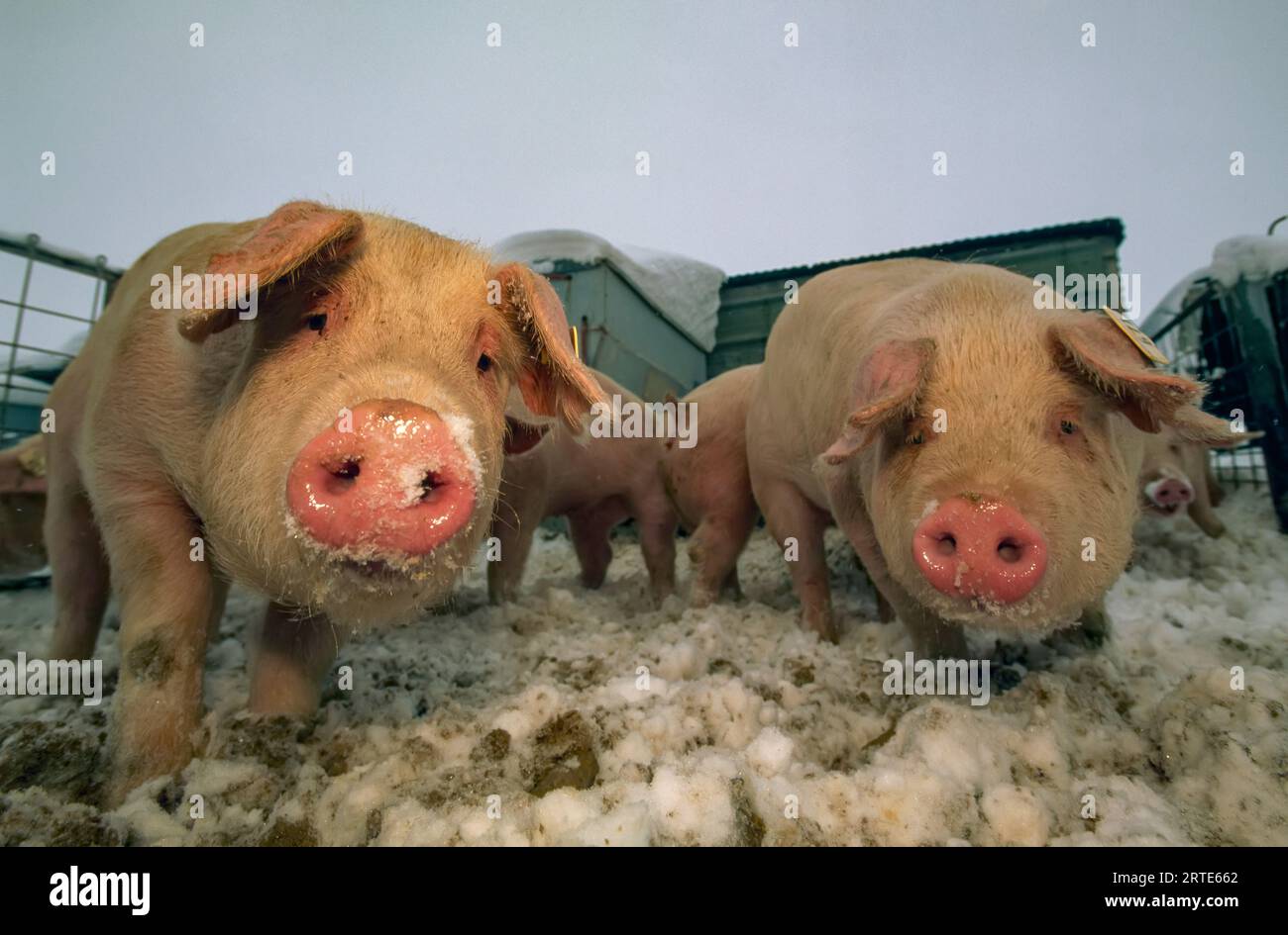 Young pigs get their snouts a close to the camera; Bennet, Nebraska ...