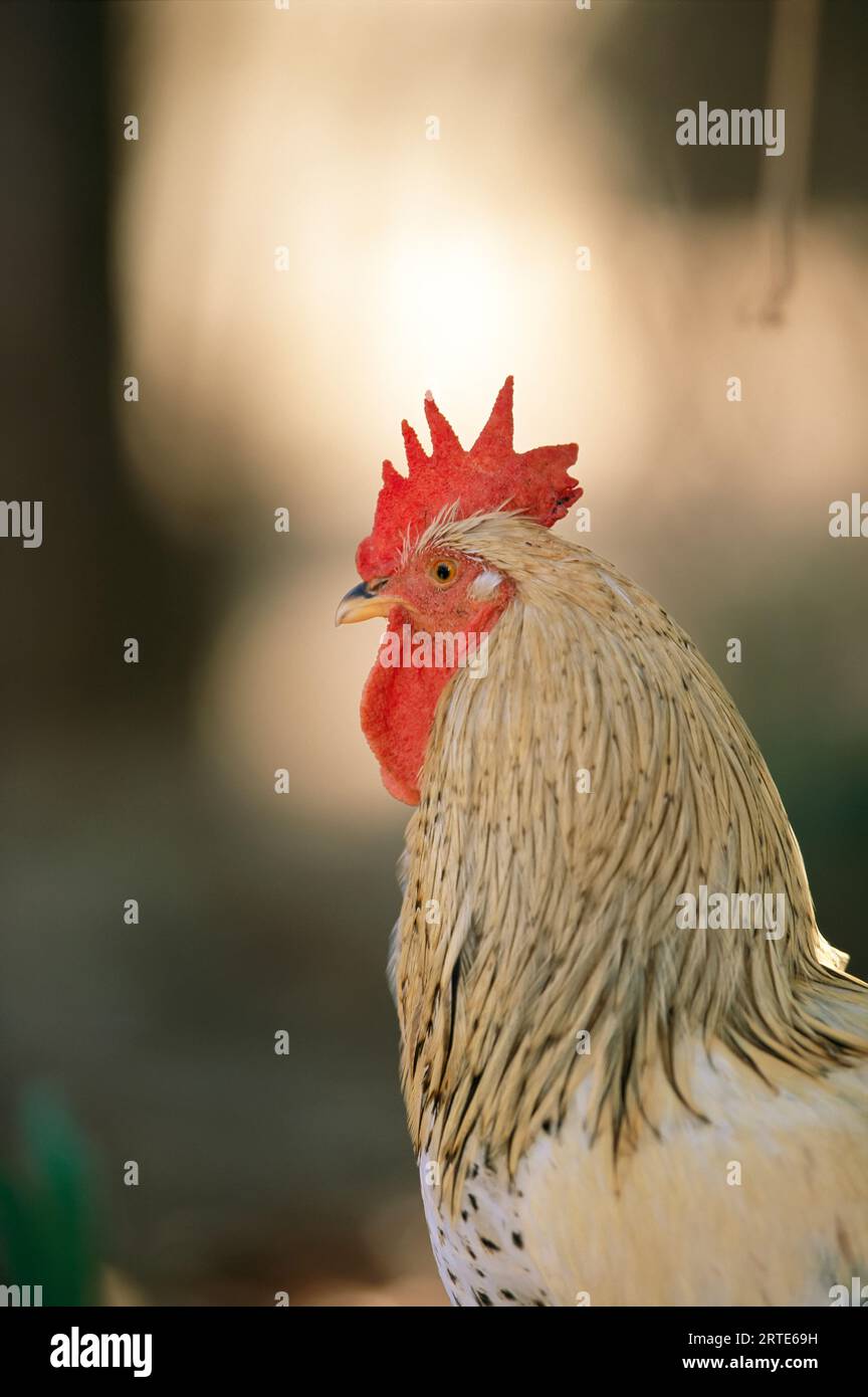 Close up portrait of a rooster (Gallus domesticus); Brazil Stock Photo ...