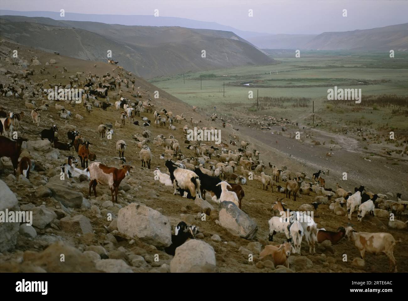 Goat herd (Capra hircus) and flock of sheep (Ovis aries) stirs at ...