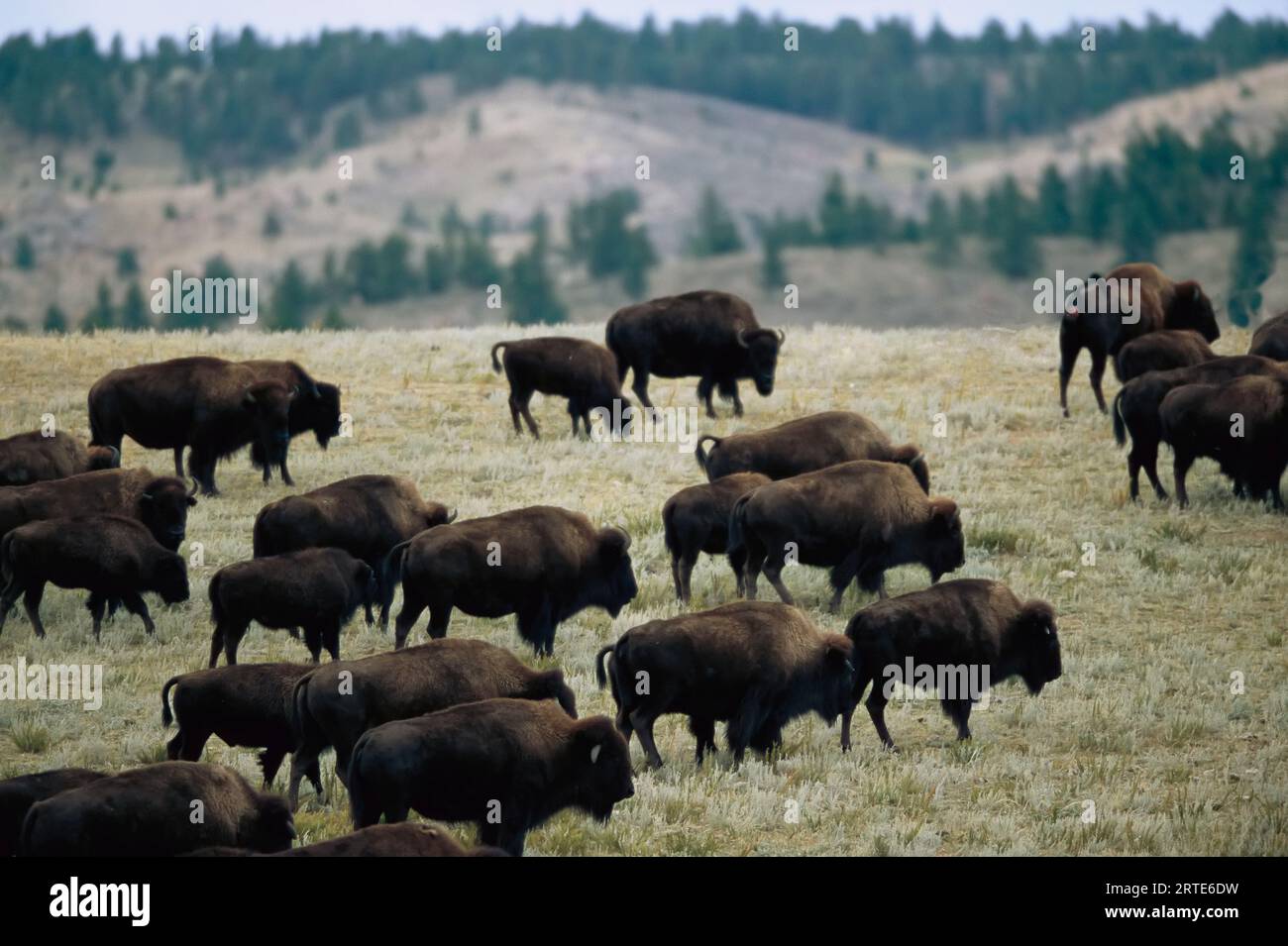Twin pine ranch hi-res stock photography and images - Alamy
