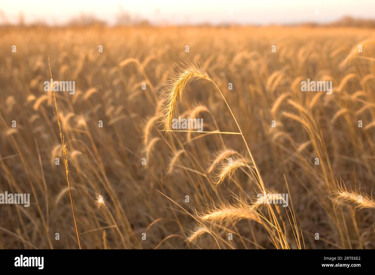 Canadian Wild Rye (Elymus canadensis) growing in a Conservation Reserve ...