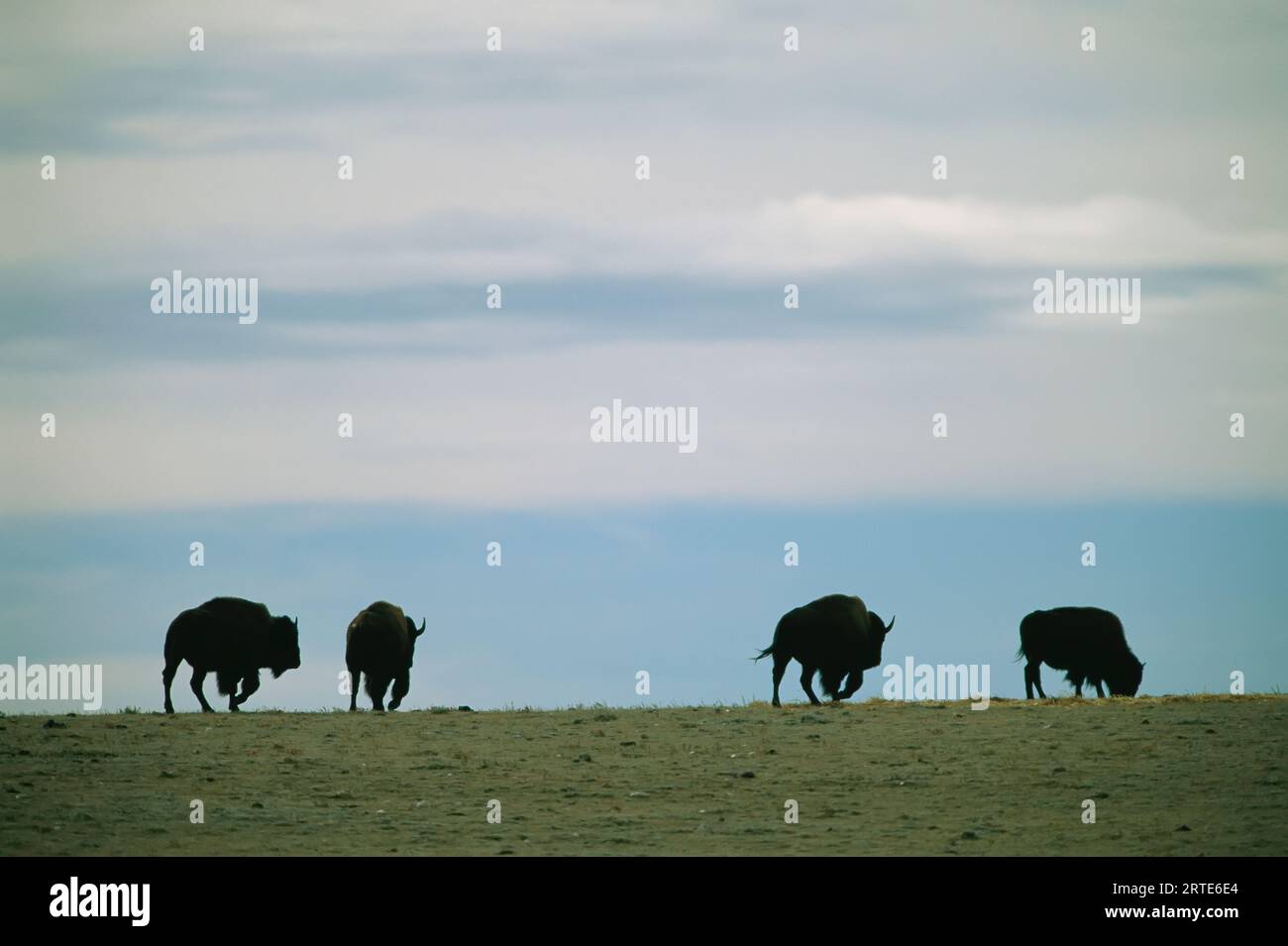 Bison bison herd walking hi-res stock photography and images - Alamy