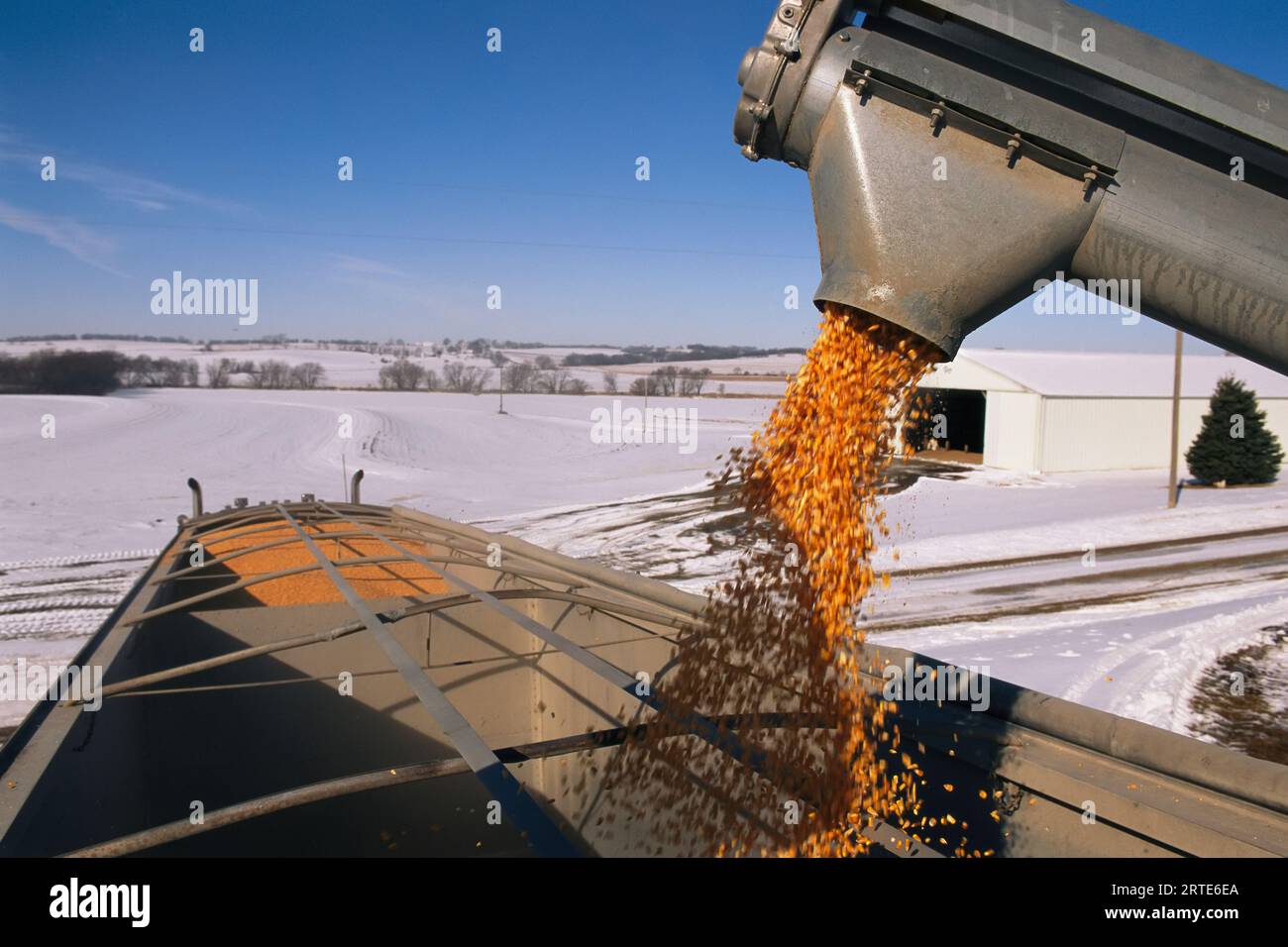 Corn pours from an auger into a grain truck; Fairfax, Missouri, United ...